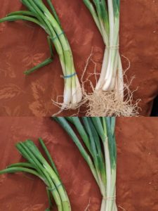 Green Onions, Scallions, Spring Onions, and Chives: A Simple Guide – Recipe
